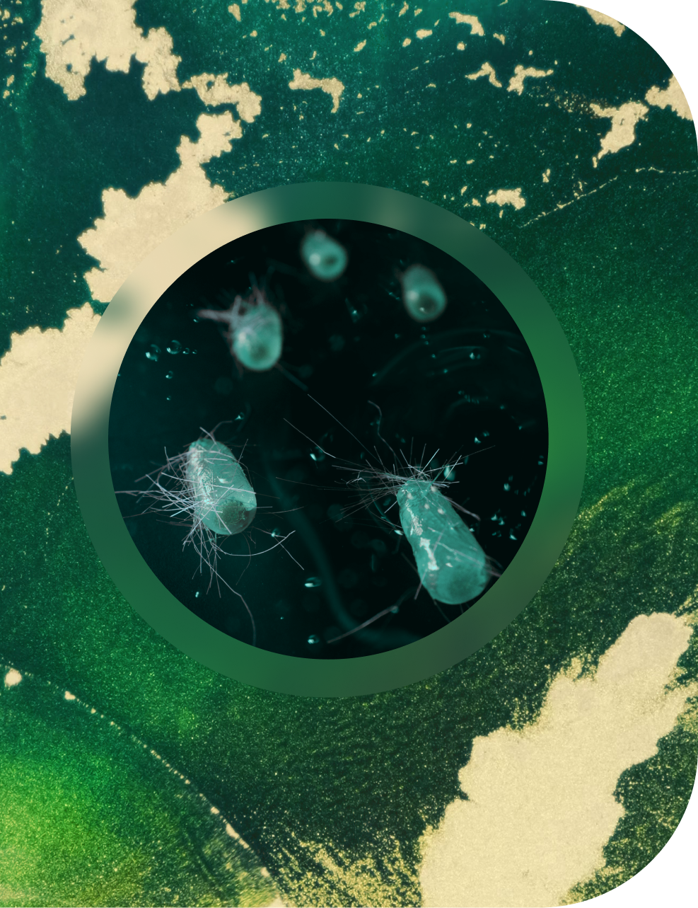 Solutions - bitBiome